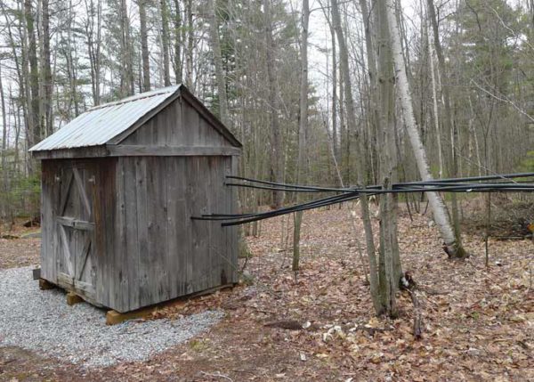 Pump house maple - Ossipee Mountain Land Company